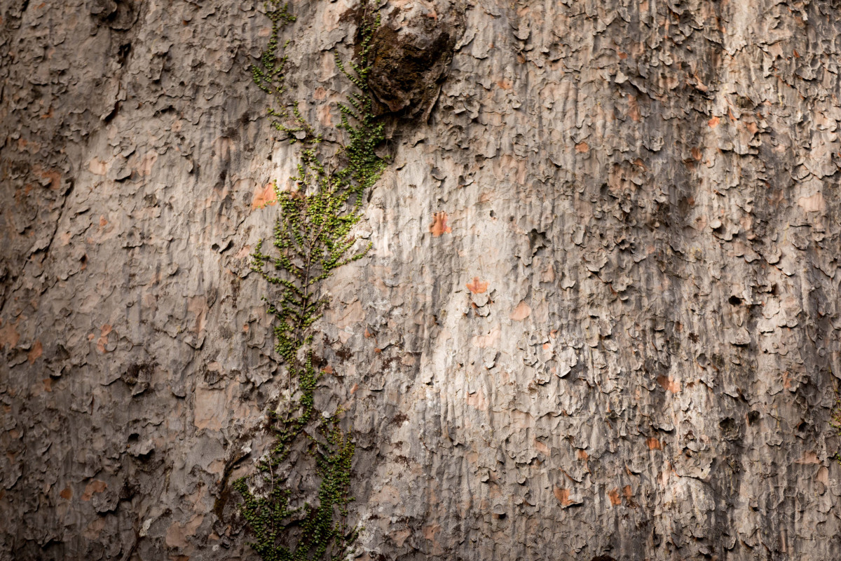 Research database | Tiakina Kauri