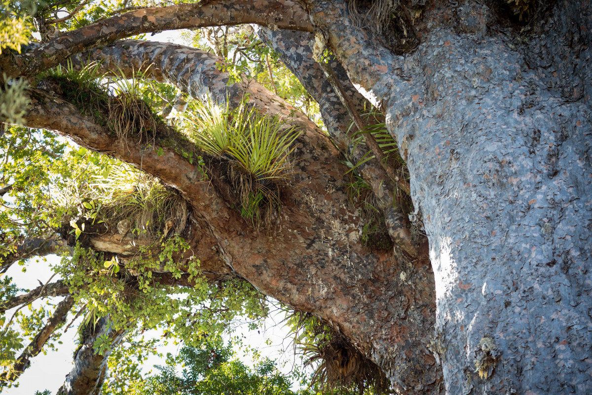 Corporate documents | Tiakina Kauri